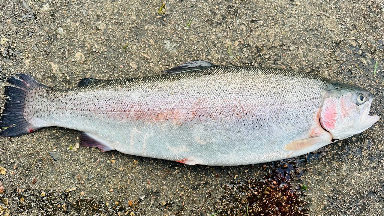 FAT Rainbow trout + Ultralight rod = FUN ( and cook) - YouTube