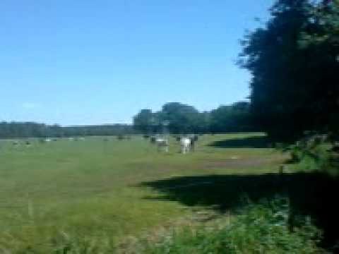 African Yodeling - German Cows - YouTube