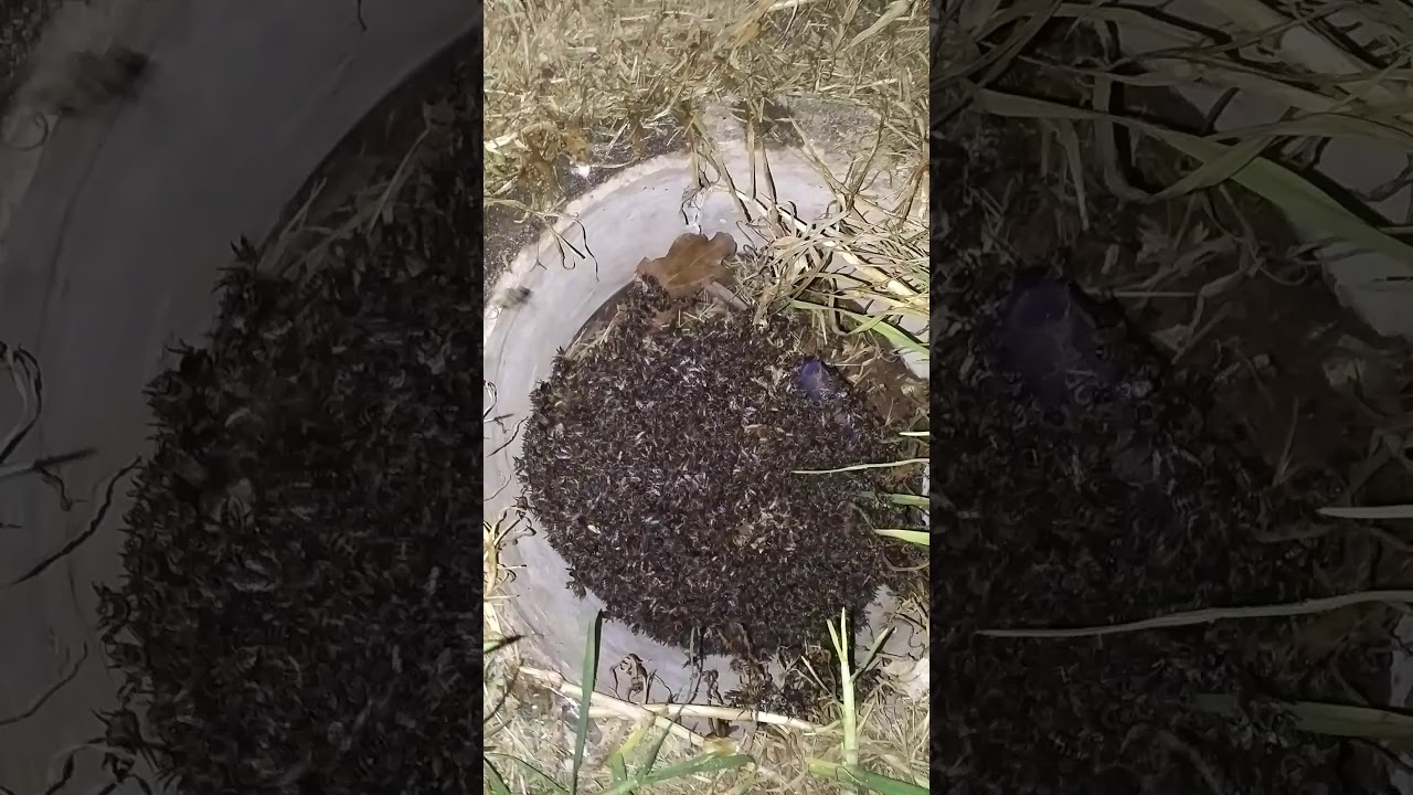 Black Poisonous bees - YouTube