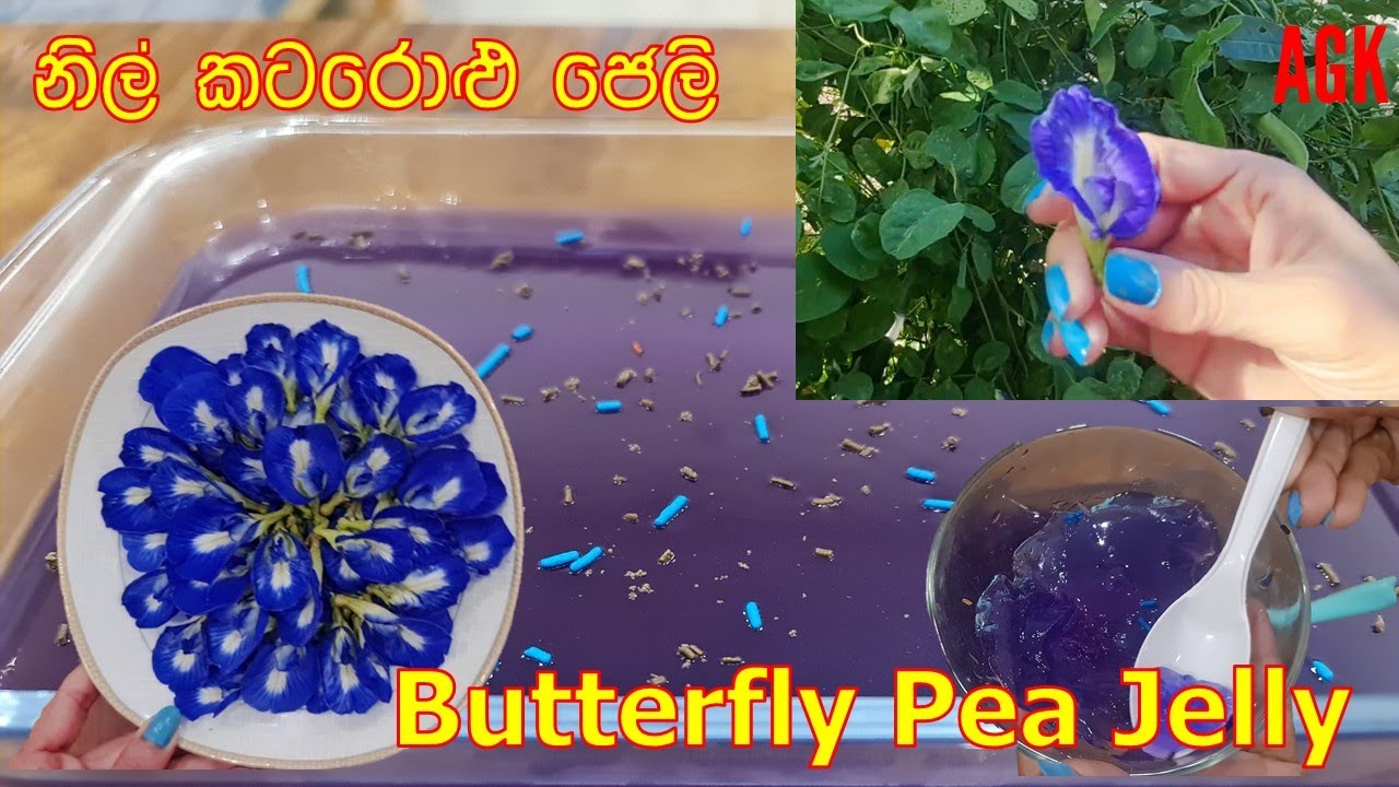 ශරීරයට ගුණදායක නිල් කටරොළු ජෙලි | Butterfly Blue pea flower Jelly EP175 ...
