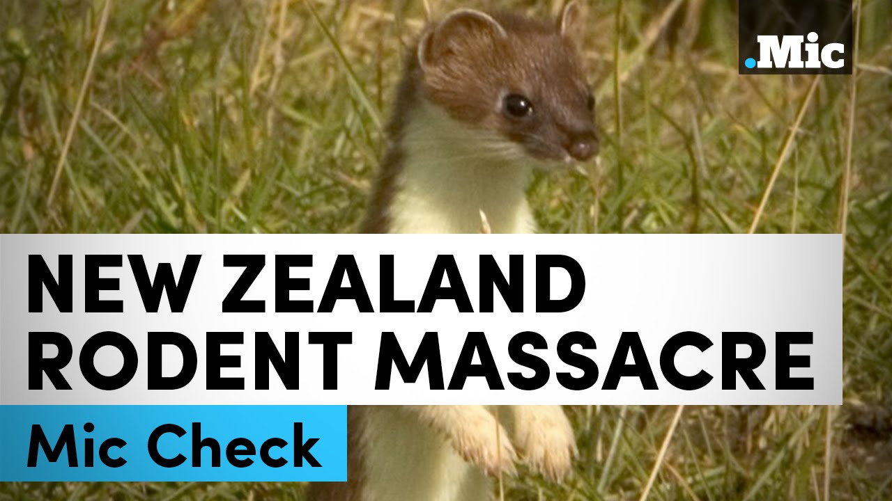 New Zealand is getting rid of rodents. For good. | Mic Check - YouTube