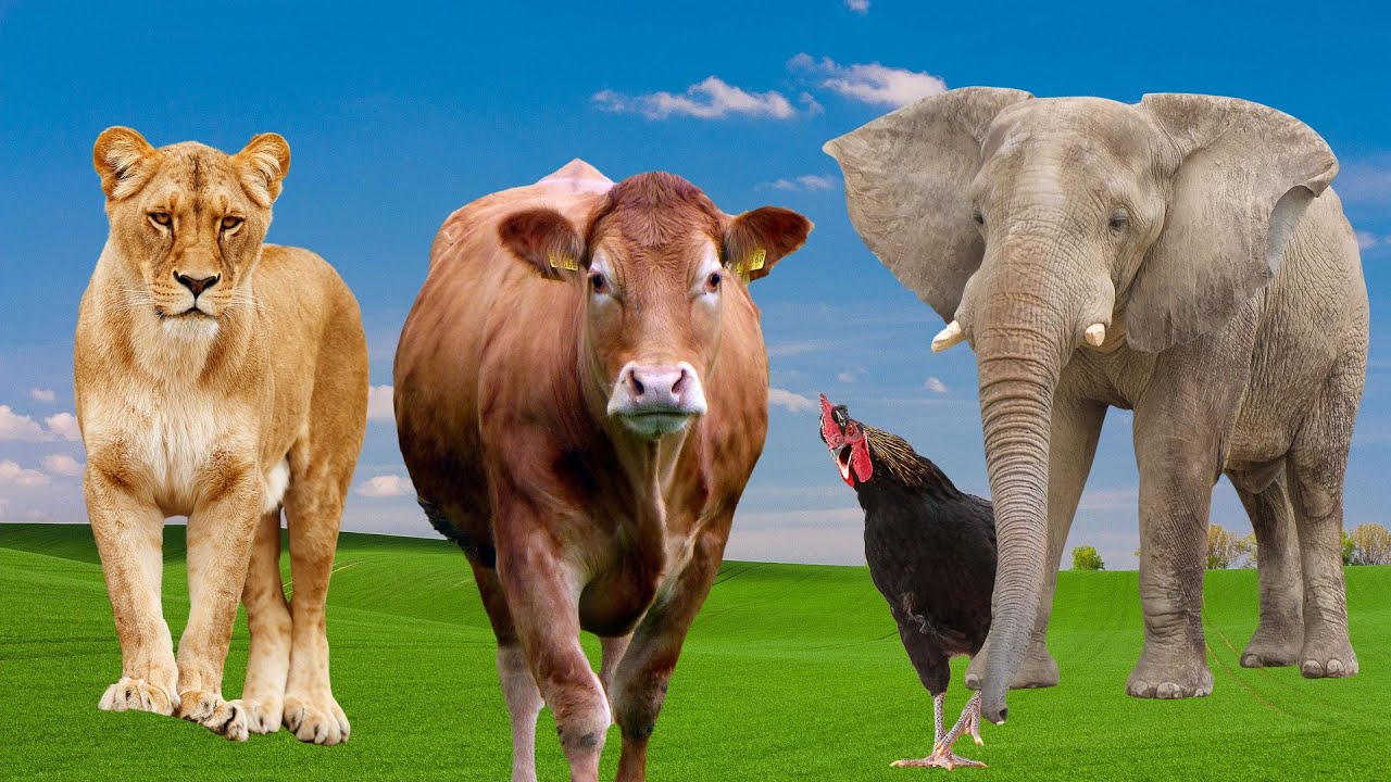 Learn Animal Sounds Funny, Animal Videos - YouTube