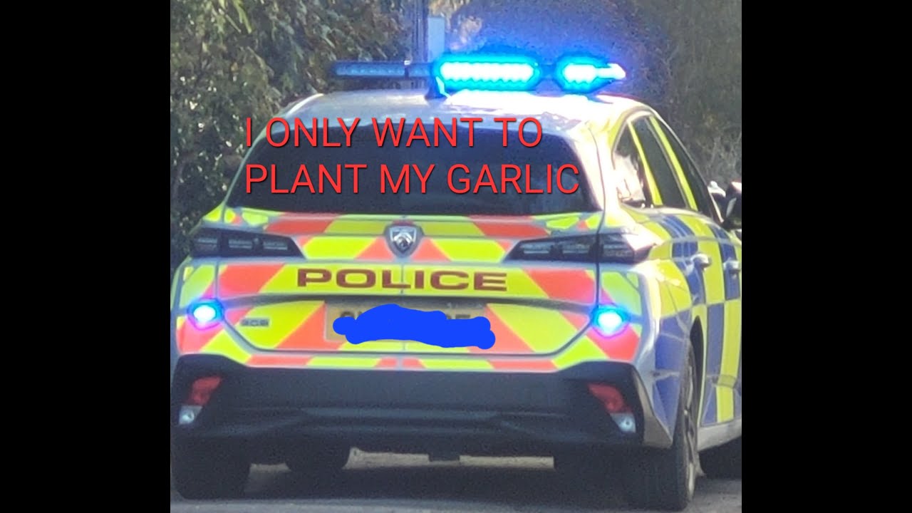 PLANTING GARLIC /SOLENT WIGHT/ ALLOTMENT GARDENING UK - YouTube