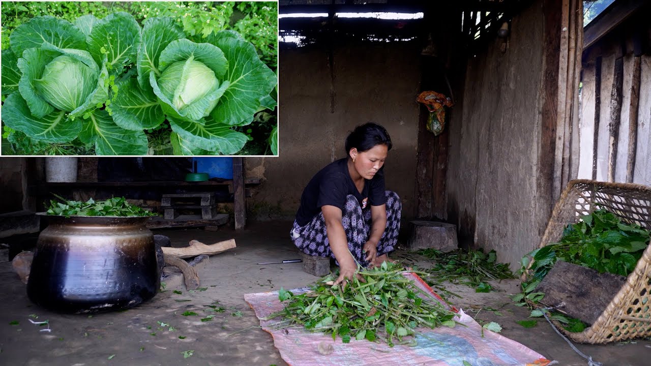 Boiling fodder for Pig by Rita in the farm house || beautiful cabbage ...