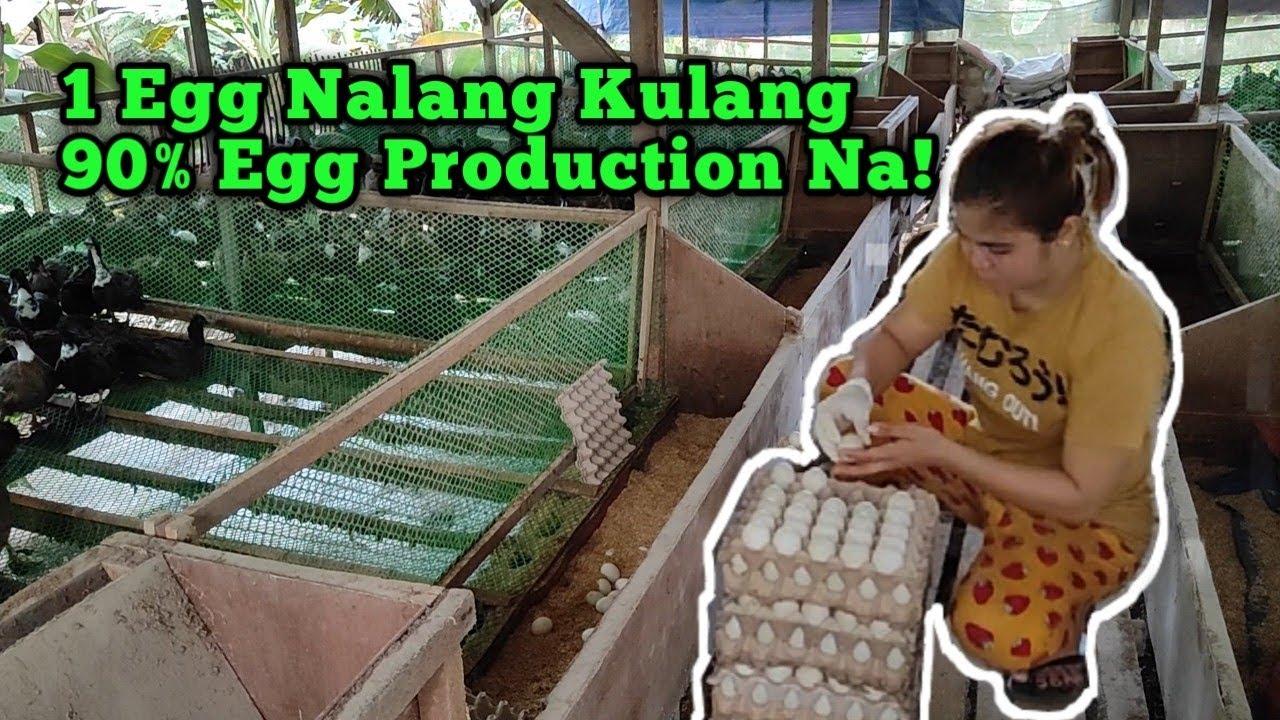 EP-072 | Collecting Duck Eggs | Duck Farming | Update Sa Egg Production ...