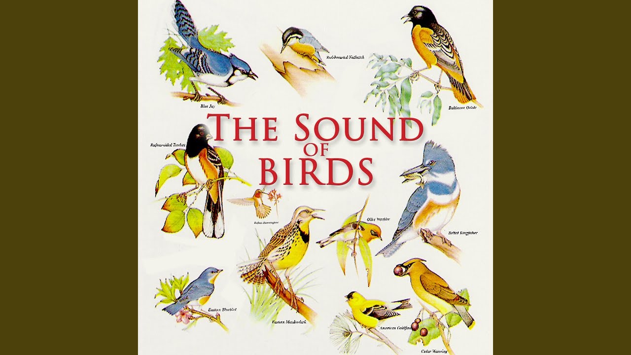 Migration Songs - YouTube