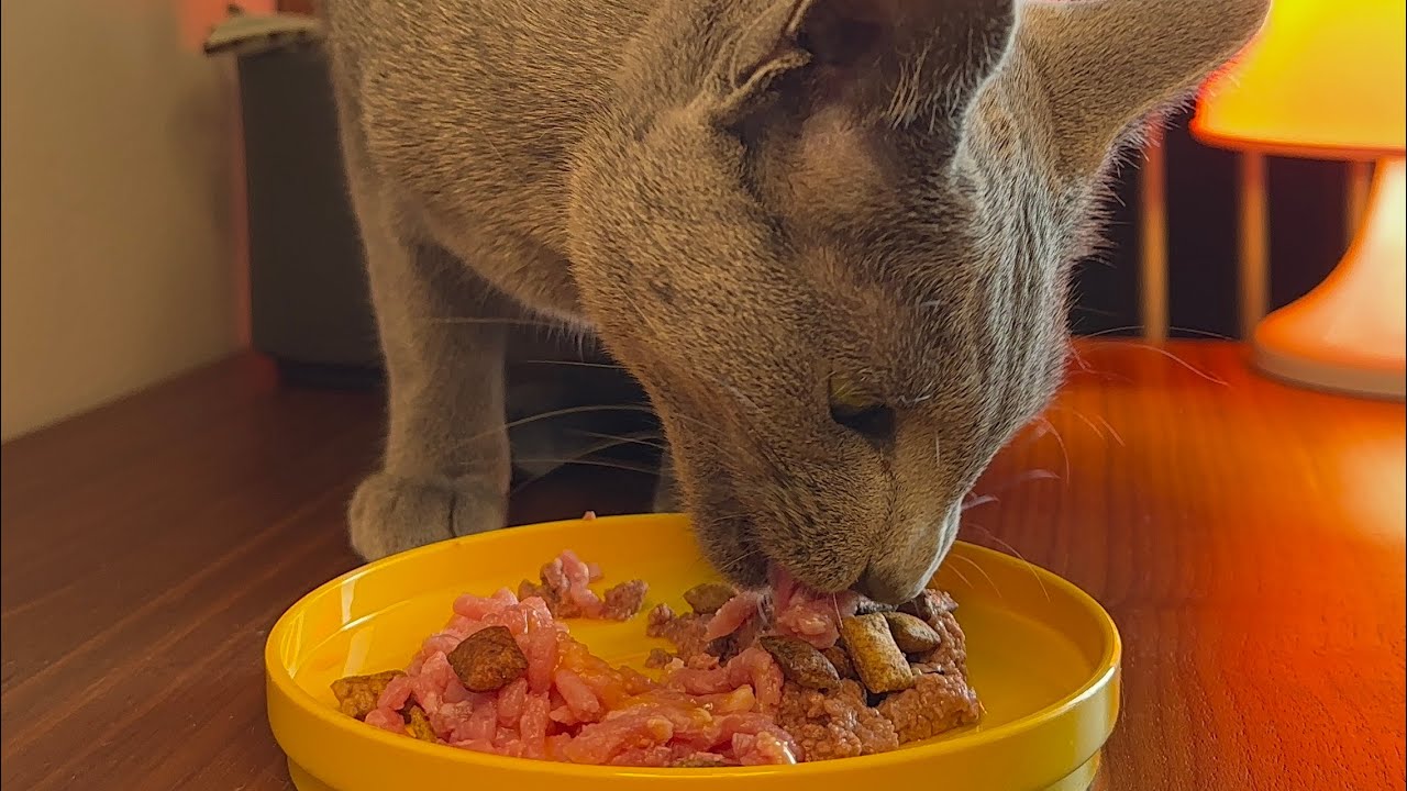 Cat eating crunchy food - asmr #asmrsounds #asmr #asmrvideo #asmrcat # ...