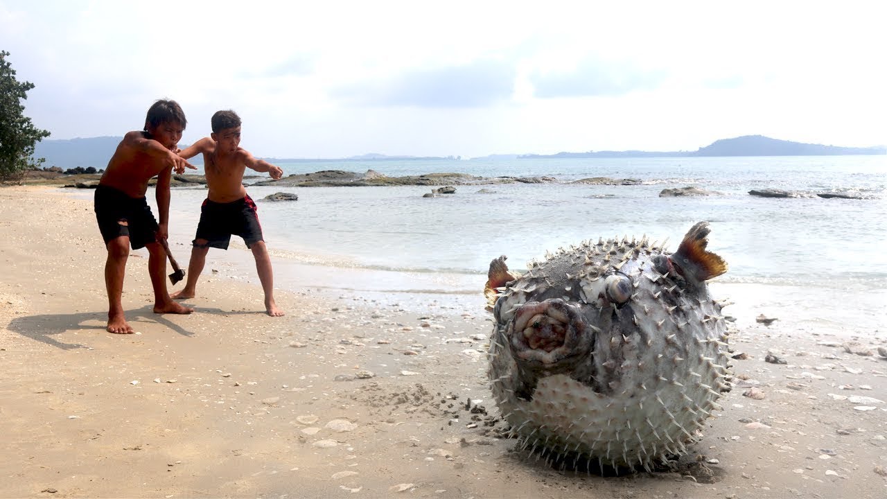 Wilderness Food - Found Puffer Fish at the Beach - YouTube