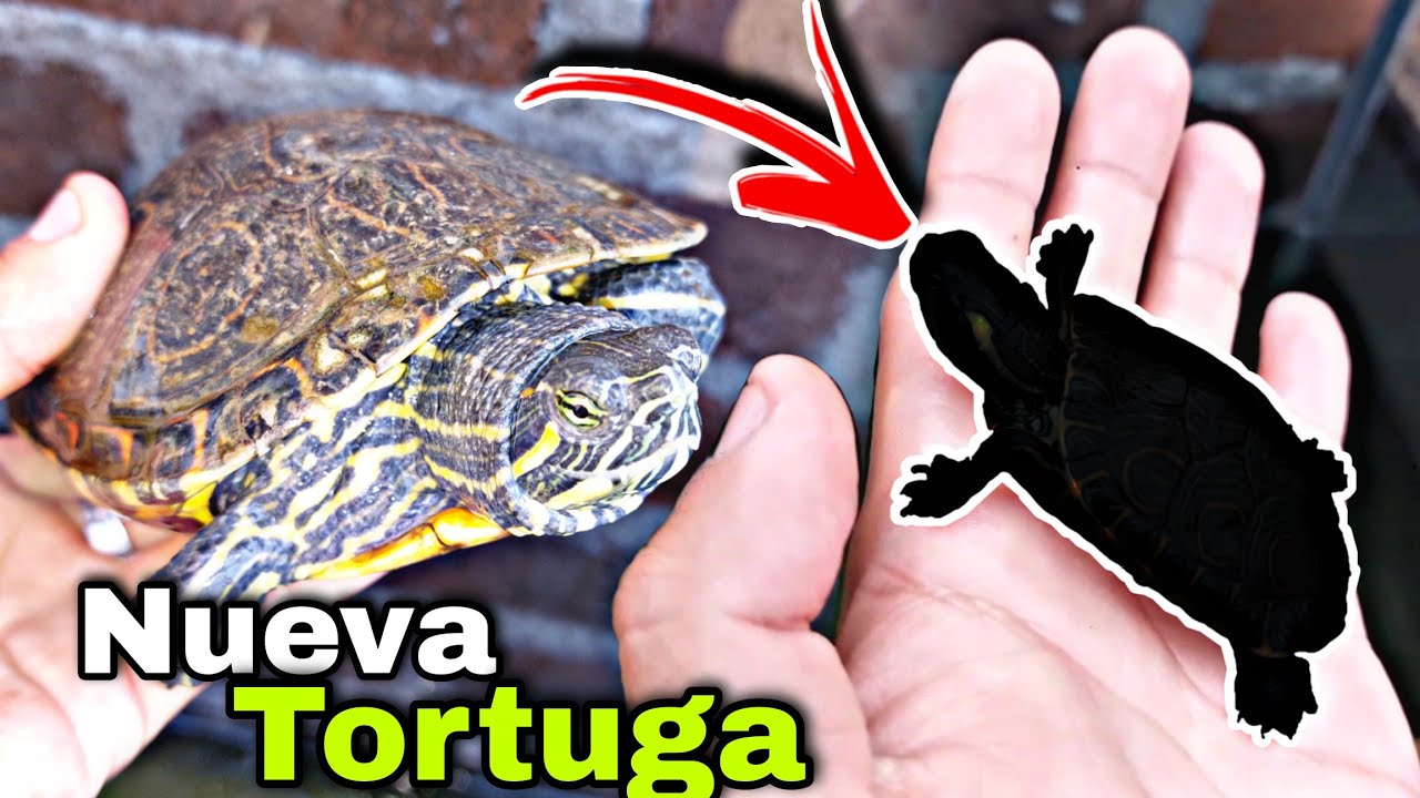 Nueva TORTUGA PEQUEÑA 🐢 😍 actualización de mis animales. - YouTube