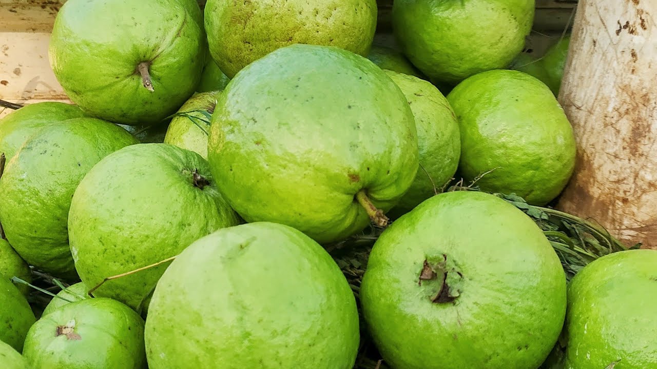 (live)// How to grow guava for fast harvest// making a living from ...