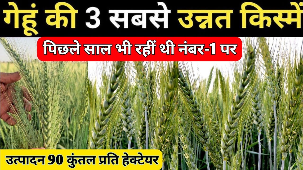 गेहूं की 3 उन्नत किस्में ।। Wheat Top Variety in 2023 ।। New Variety of ...