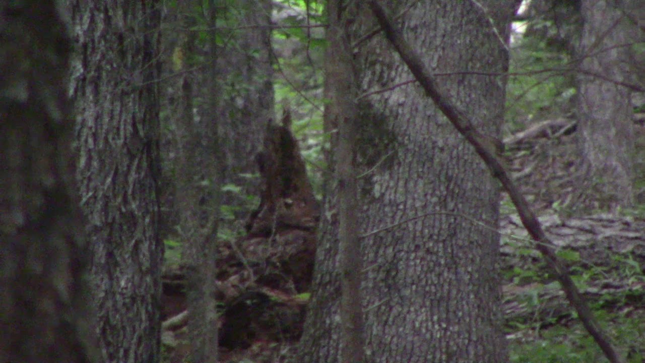 Dogman Sitting Out In The Open and Its Incredible 7-11-18 - YouTube