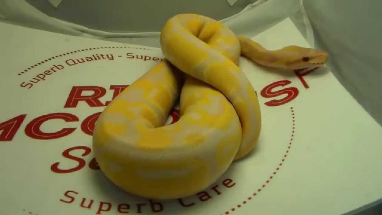 Lavender Albino Ball Python - YouTube