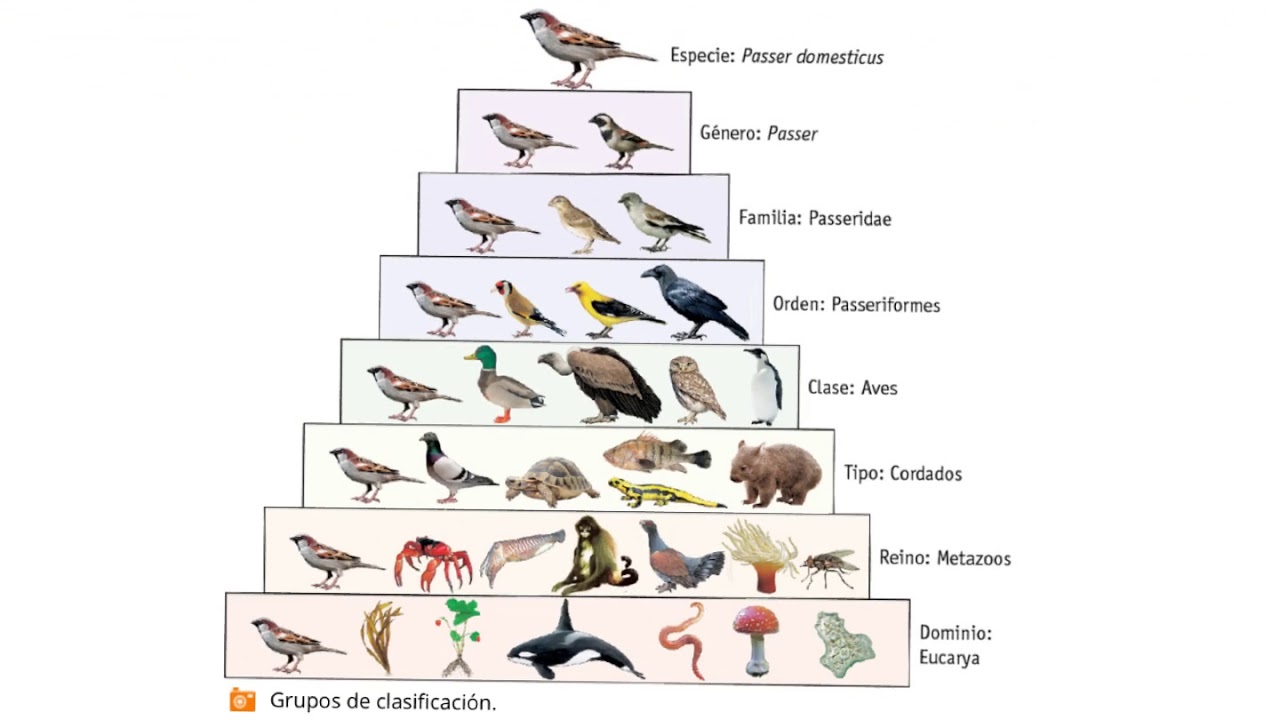 Concepto de Especie y biodiversidad 1º ESO - YouTube