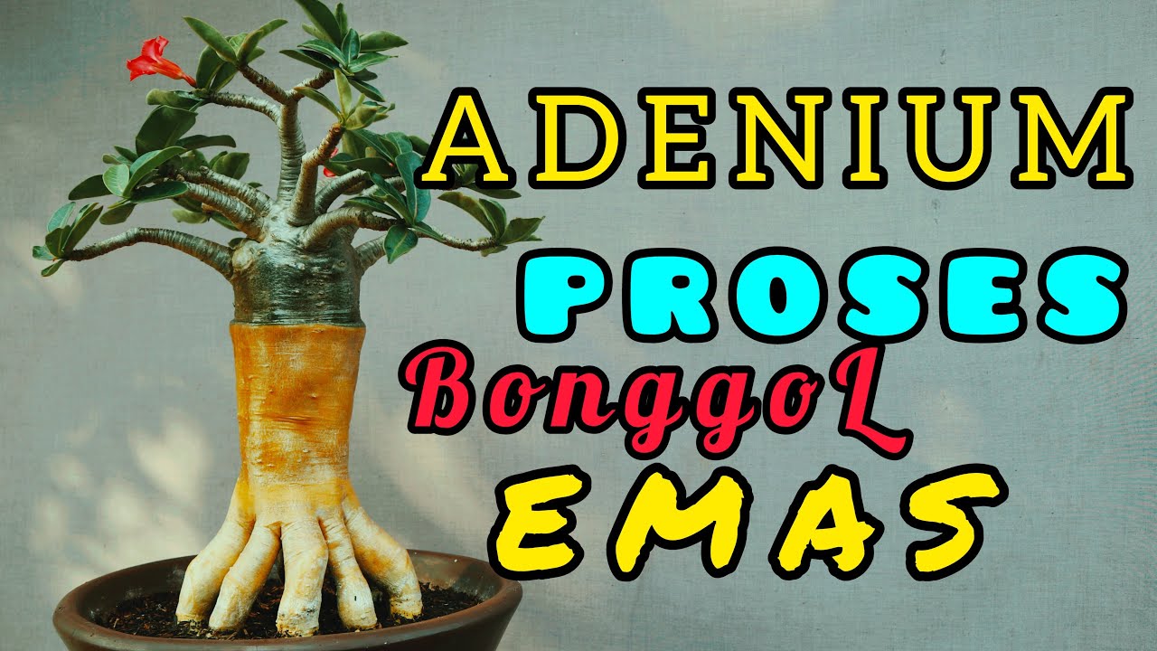 ADENIUM AKAR EMAS TREND 2024 (PROSES 3 TAHUN) - YouTube