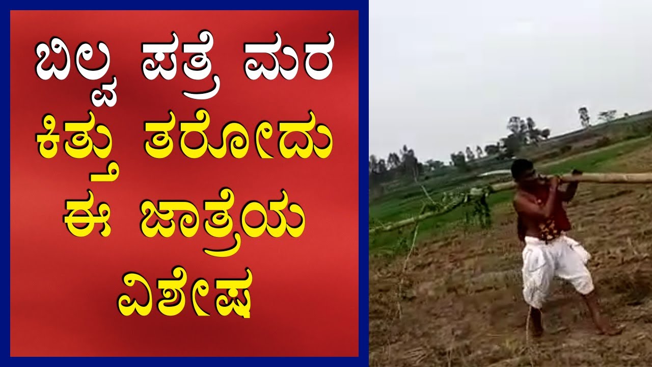 ಬಿಲ್ವ ಪತ್ರೆ ಮರ ಕಿತ್ತು ತರೋದು ಈ ಜಾತ್ರೆಯ ವಿಶೇಷ.Soaraba |Manchi |Bilvapatre ...