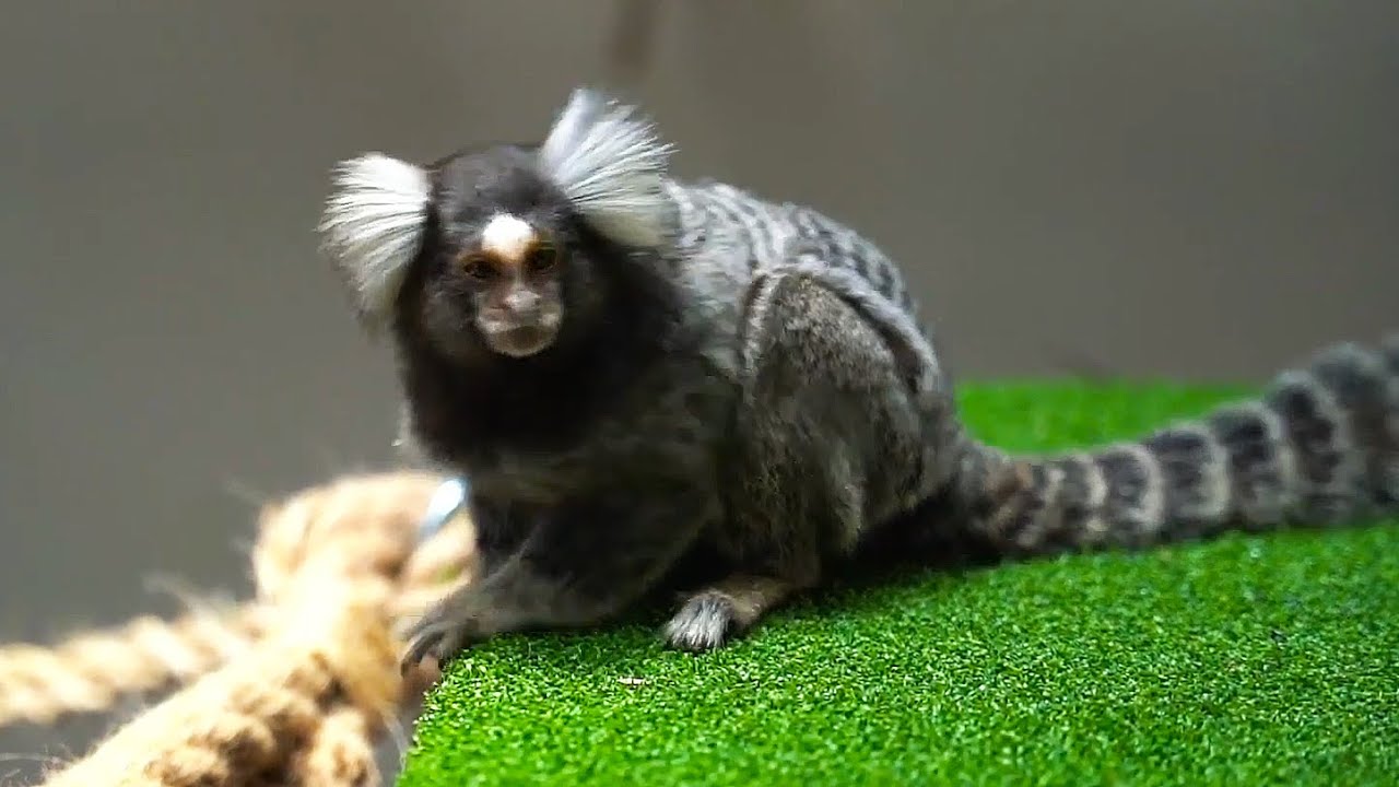 Maya shows the monkeys the new enclosure at Alveus - YouTube