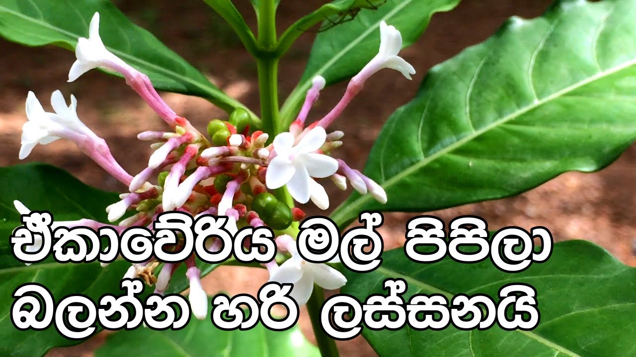 ඒකාවේරිය මල් පිපිලා... | ඒකාවේරිය/සර්පගන්ධ (Ekaweriya) - YouTube