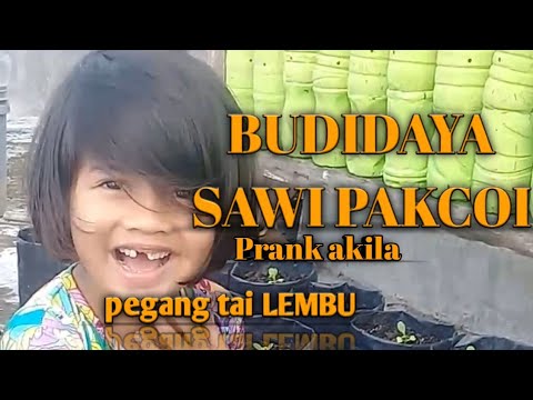 Akila bercocok tanam diprank pegang tai Lembu