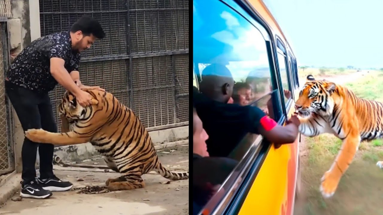 Wild Tigers Attack Humans On Live Camera - YouTube