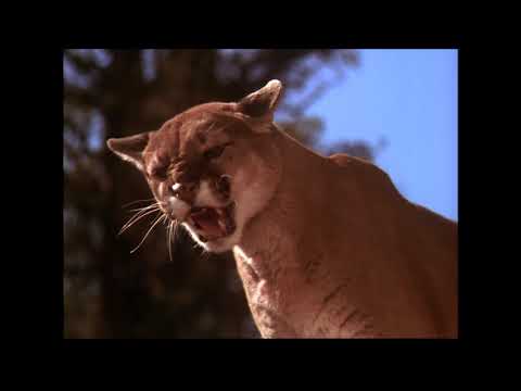 Den Utrolige Reisen - Puma jakter på Shadow og Sjans (HD)