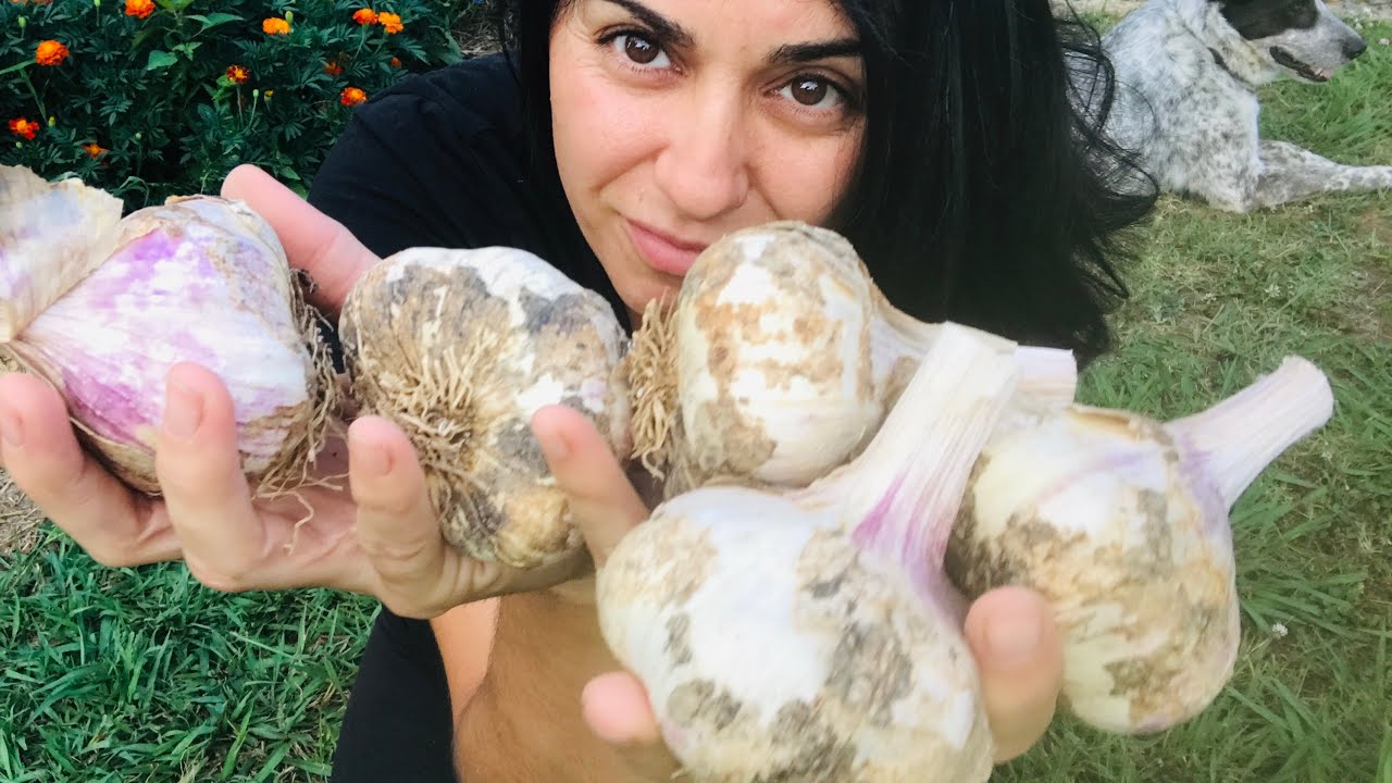 Growing Softneck Garlic at Home! How to Grow Garlic... - YouTube