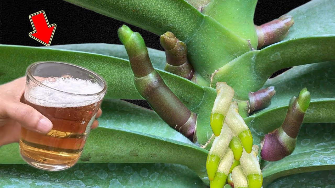 1 Cup A Week! Weak Orchid Suddenly Takes Root And Blooms Like Crazy ...