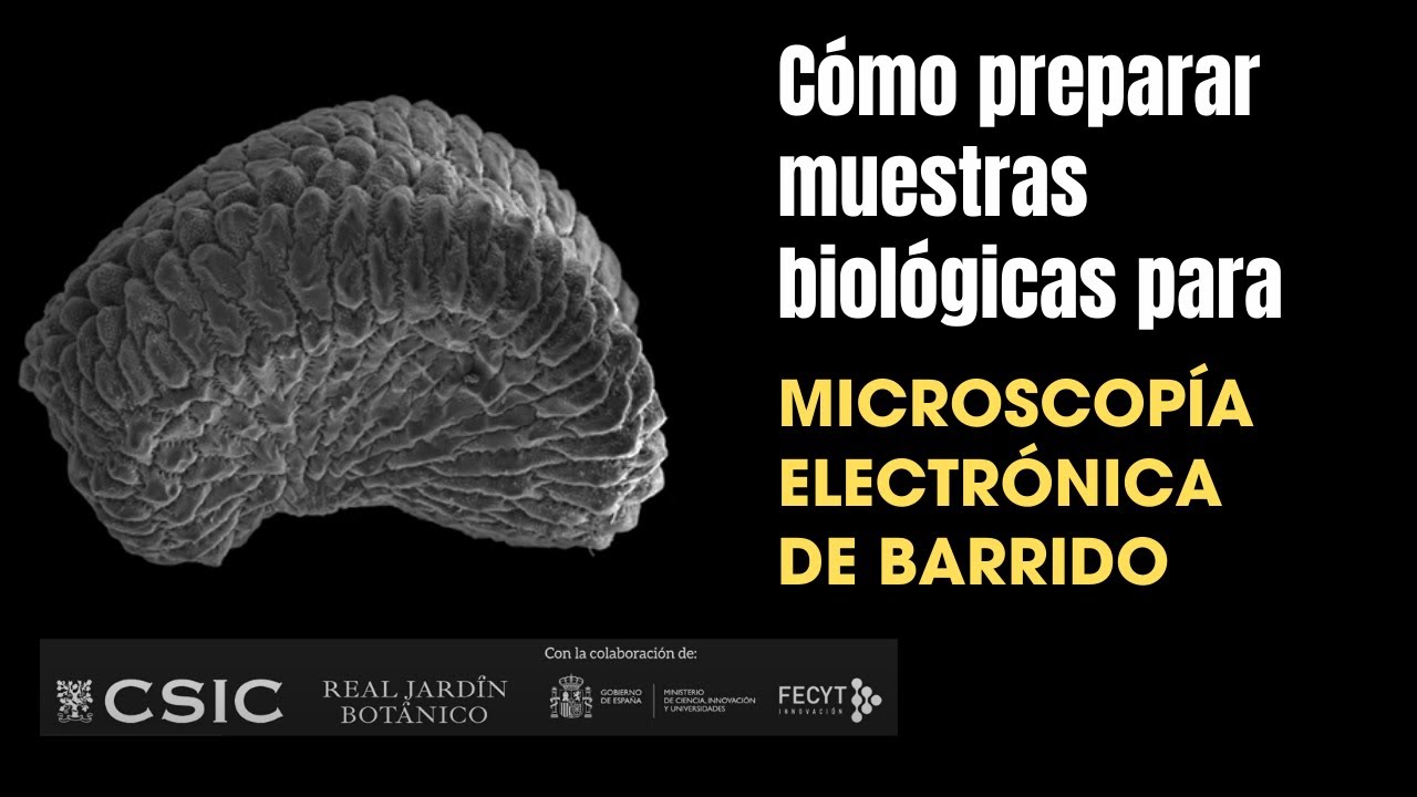 Preparación de muestras biológicas para su observación con microscopía ...
