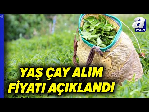2025 Yılı Yaş Çay Alım Fiyatı Açıklandı! Yaş Çay Alım Fiyatı Ne Kadar Oldu? | A Para