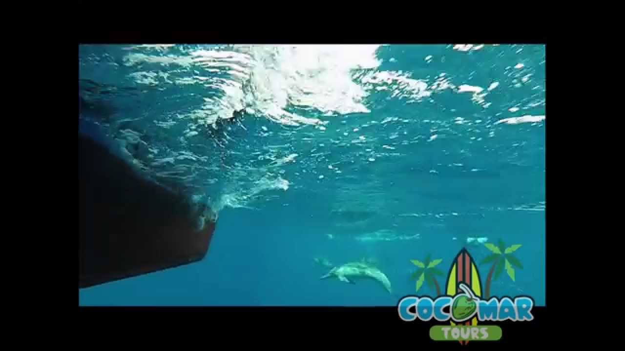 COCOMAR TOURS - PARQUE NACIONAL MOCHIMA - DELFINES - YouTube