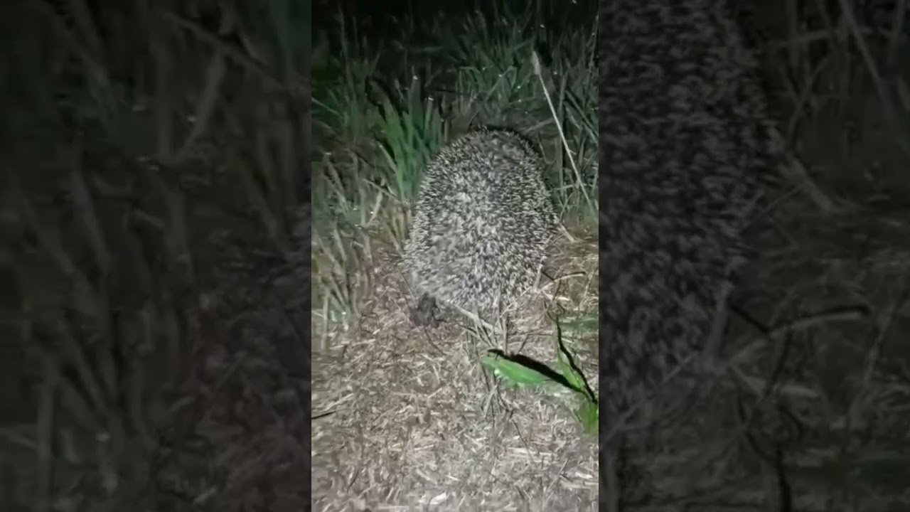 beautiful evening with hedgehogs in Italy 🇮🇹😍 - YouTube
