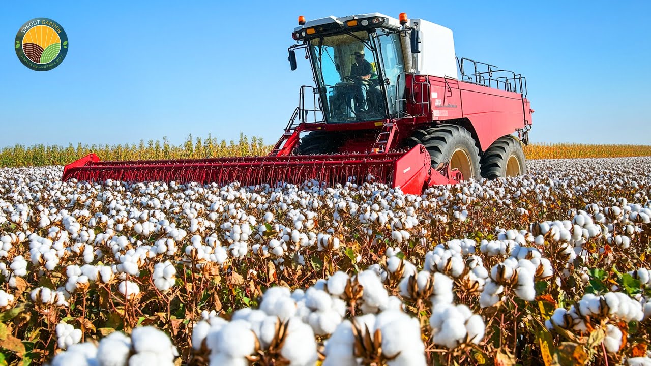 How Farmers Harvest 3.6 Million Tons Of Cotton by Machine To Produce ...