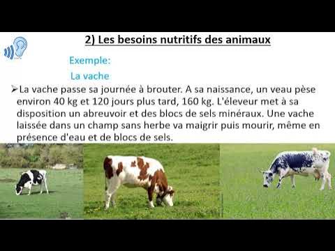 6F: Les besoins nutritifs des animaux et des plantes vertes - YouTube