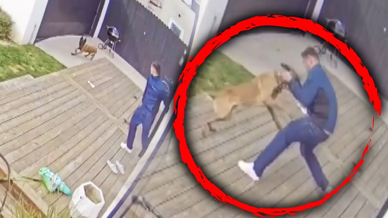 K-9 Tackles Stolen Lexus Suspect: Cops - YouTube