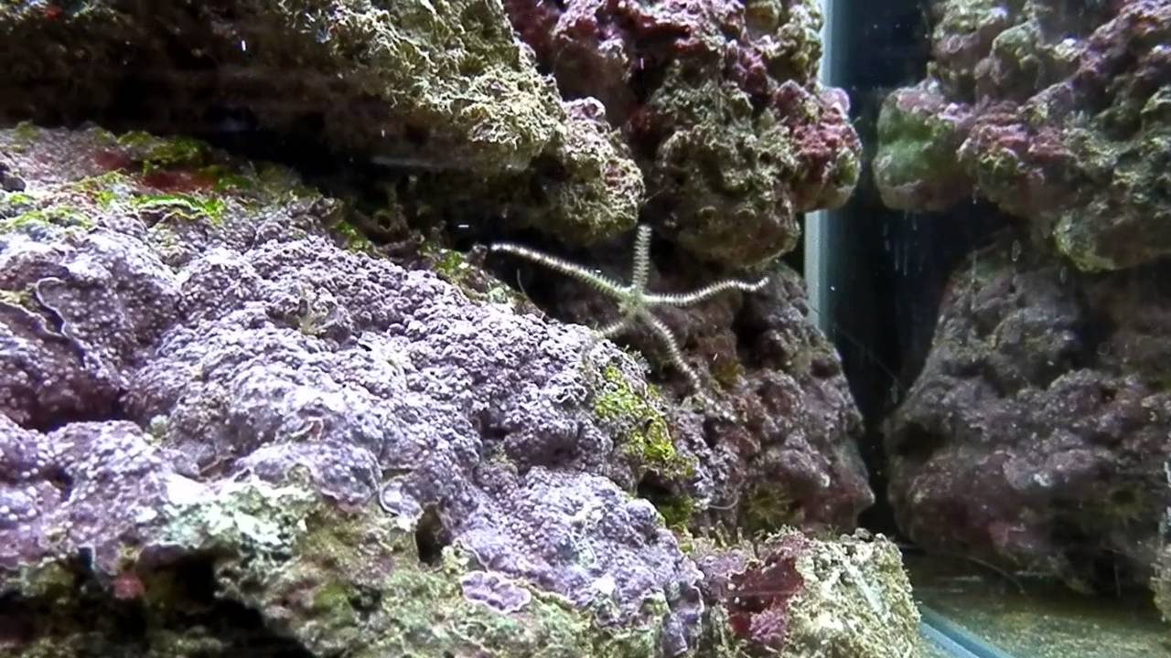 Ophiure dans une pierre vivante d'aquarium recif / nano pico reef ...