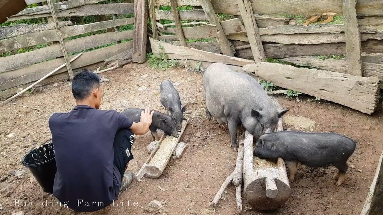 #12. Building a Farm Life, Raising Wild Boars, Living With Nature ...