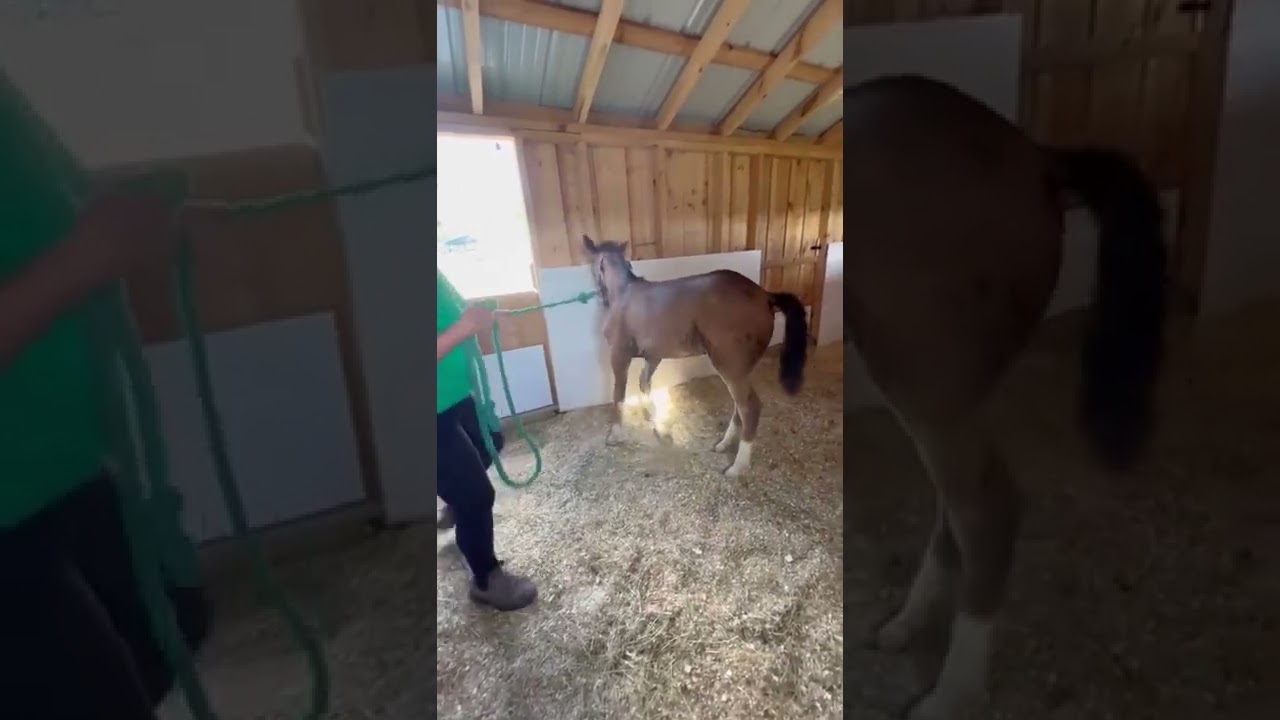 Teaching a Young Filly to Lead - Beginning In a Stall - YouTube