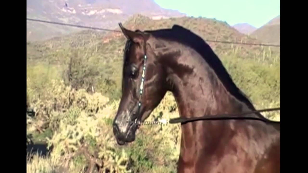 'The Monarc' Beautiful Arabian Stallion by World Champion QR Marc - YouTube