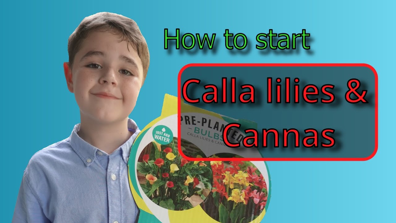 Starting Calla Lilies & Cannas from Sam's Club - YouTube
