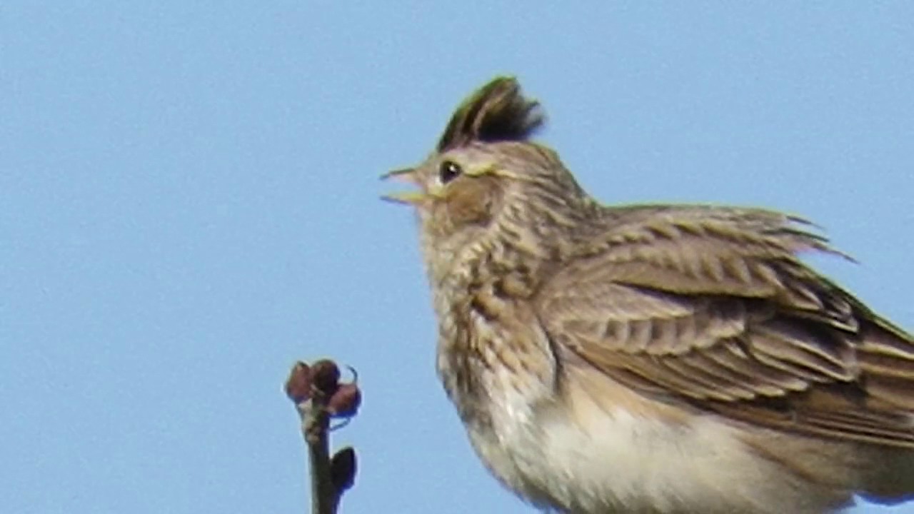 Close-up of Skylark singing - YouTube