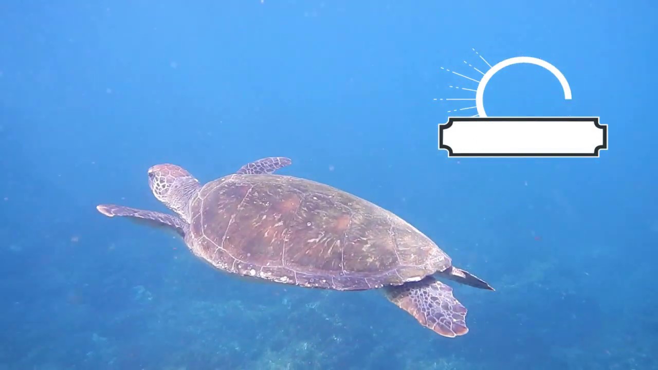 Cook Island Turtles - YouTube