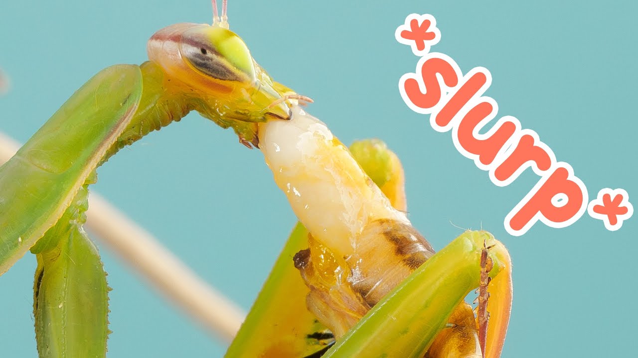 European Praying Mantis hunts and eats a Katydid - YouTube