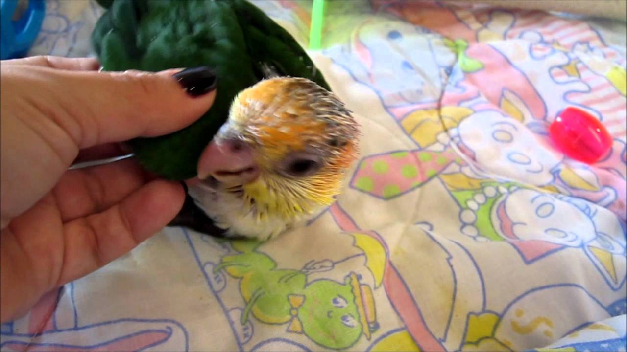 Susan, Laura, and Ricky / Marg's baby Caiques --7-8 weeks old - YouTube