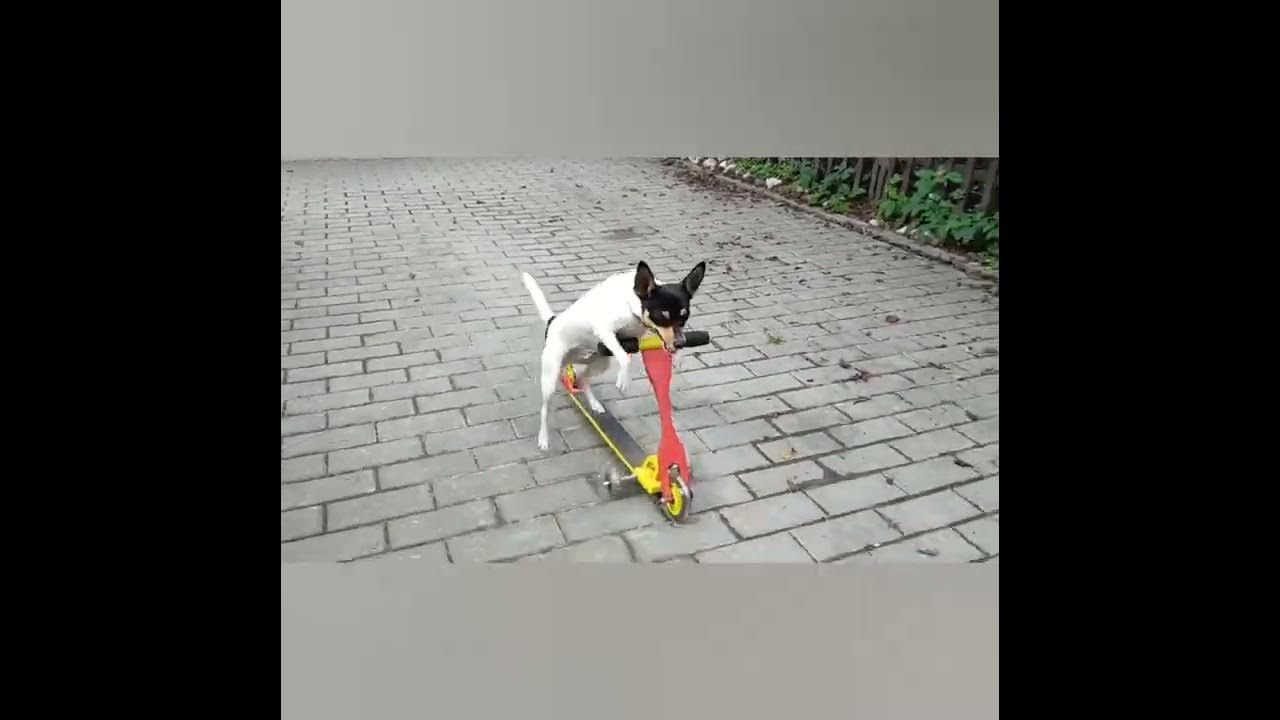 Собака катается на самокате.Самая умная собака Чип/The smartest dog ...