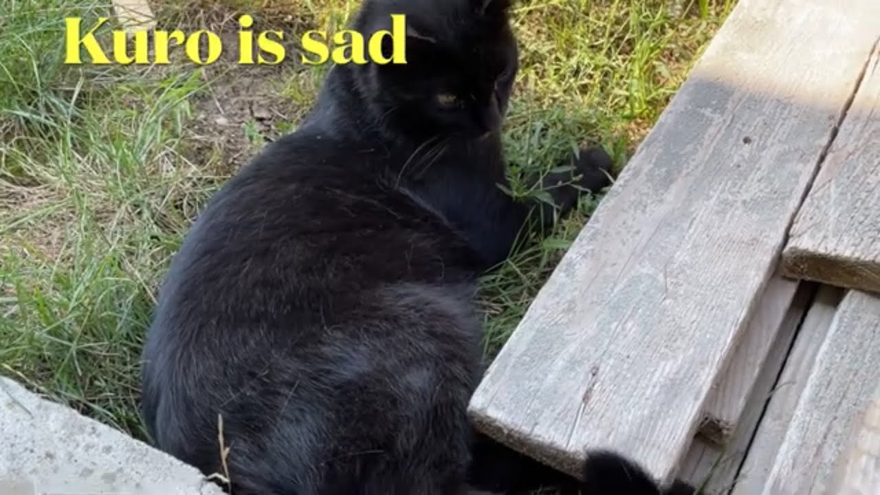 Kuro is Sad He is Alone - YouTube