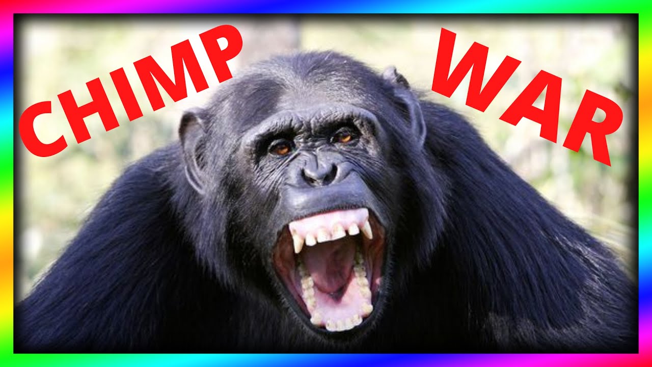 Gombe Chimpanzee War - YouTube