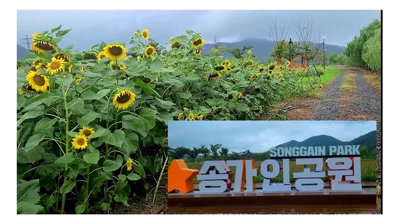 2020년 8월 29일 송가인 공원 | 진도군 | Jindo Jeollanamdo South Korea | Sunggain ...
