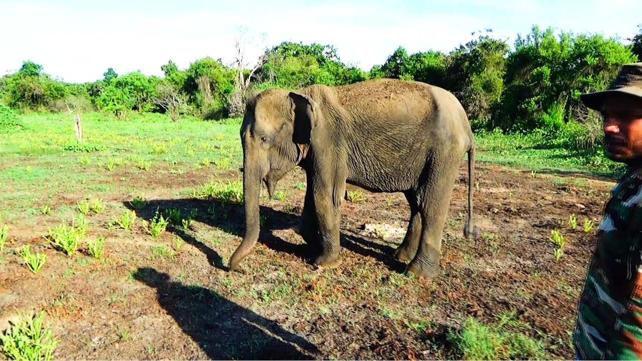 Worse than it looks: Evil poacher’s trap and gunshot leave elephant in ...