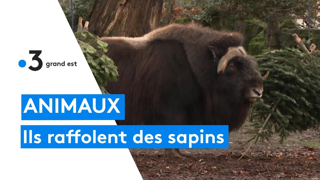 Les sapins font le bonheur des animaux du parc zoologique de Mulhouse ...