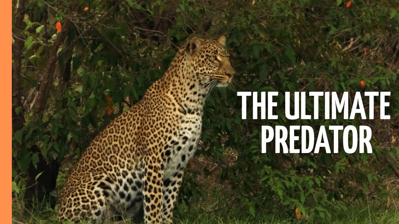 The Ultimate Predator - A Mother's Deadly Hunt in the Serengeti | Full ...